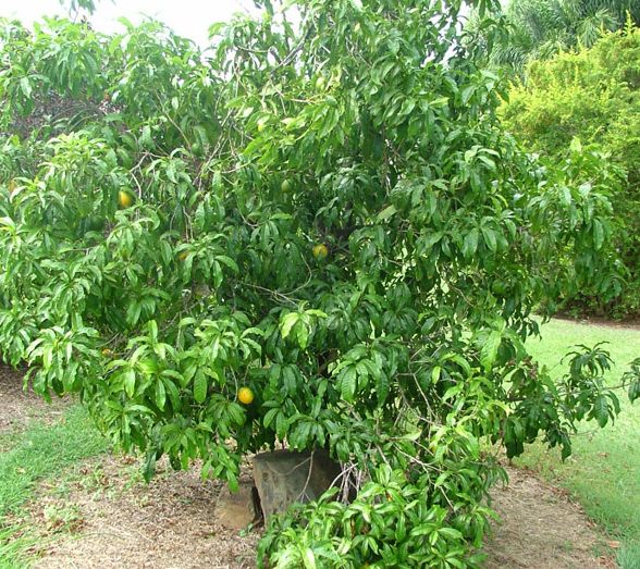 Polynesian Produce Stand : the EMPEROR'S GOLDEN FRUIT ~ABIU~ Pouteria caimito Rare Fruit Tree ...